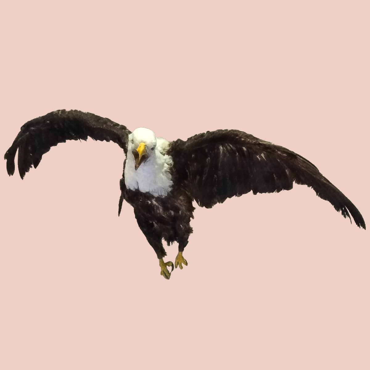 Peter the Eagle | Accidentally Wes Anderson