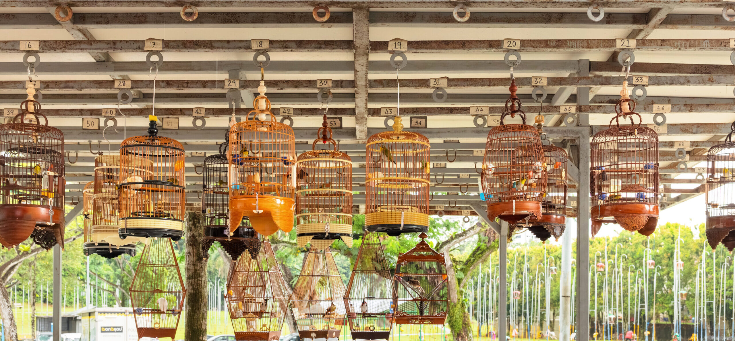 A Club for the Birds | Accidentally Wes Anderson